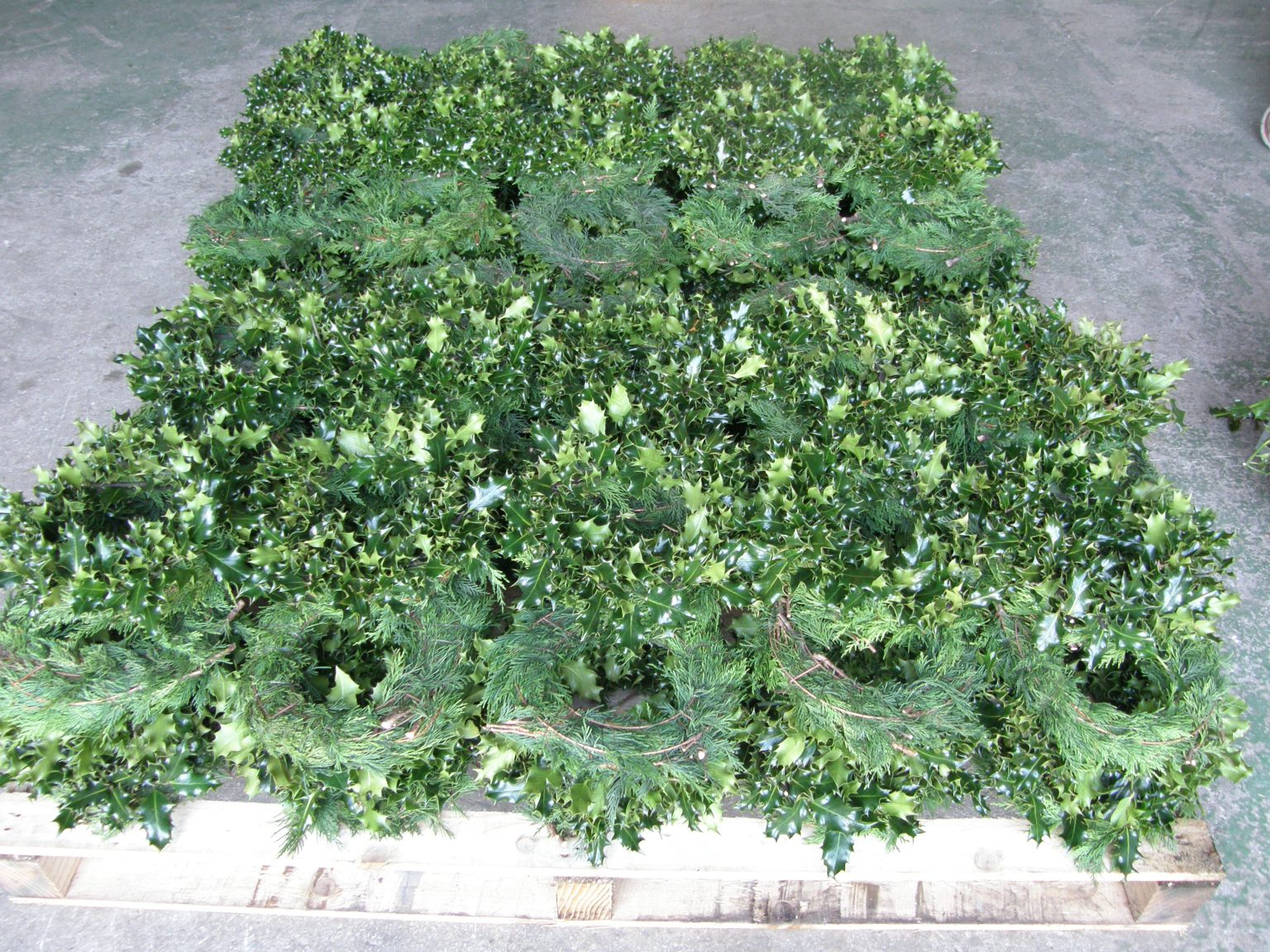 Fresh Holly Wreaths - Wreath Supplies