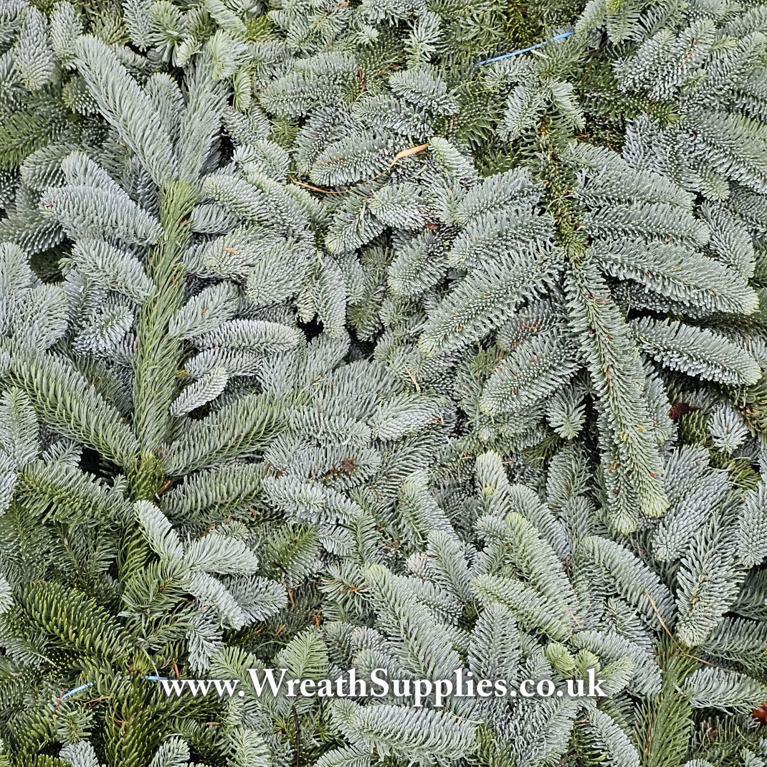 5kg Bundles of Fresh Spruce - Wreath Supplies